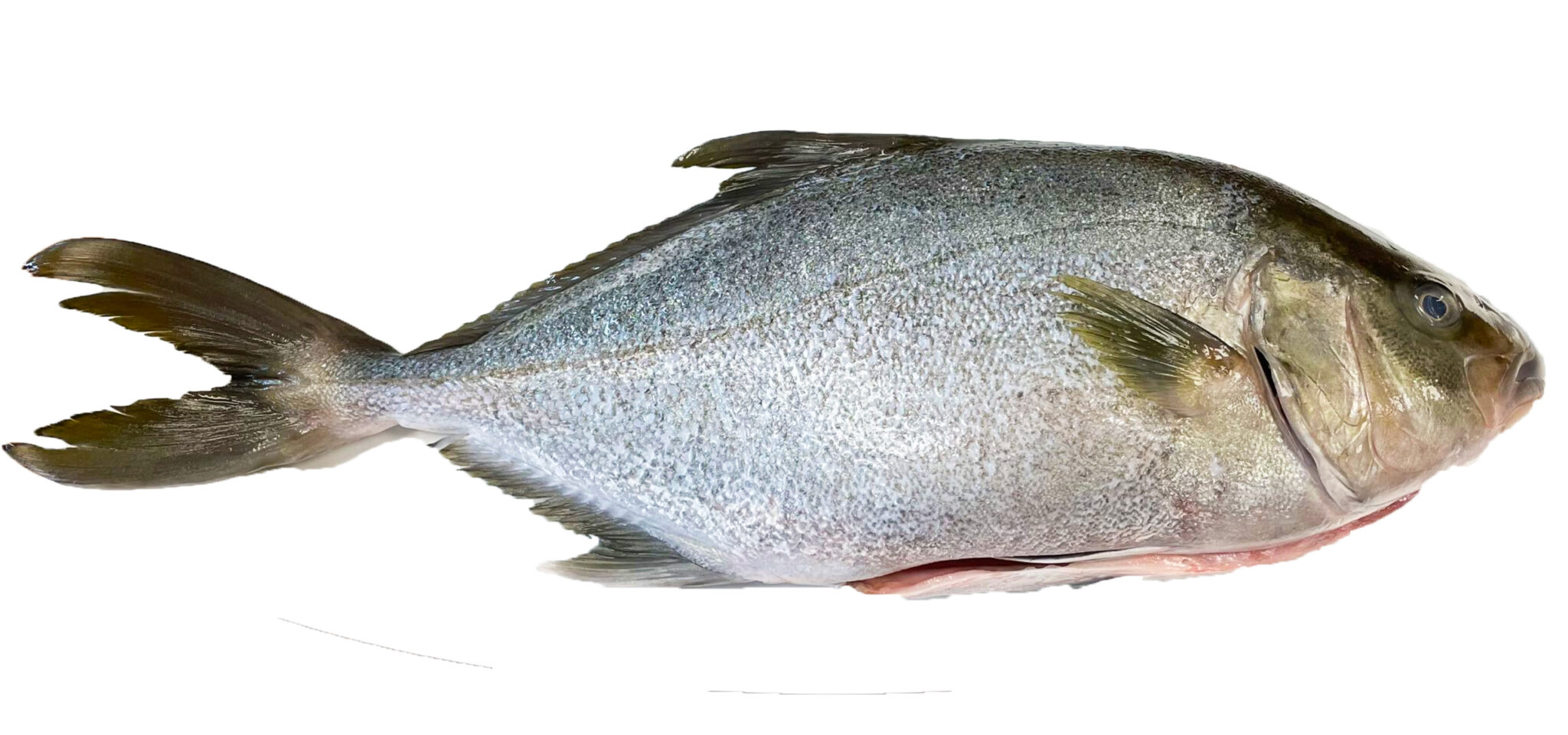 Fresh Fish | Martinez Produce & Seafood